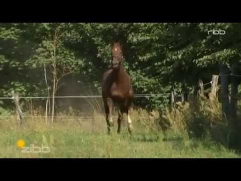 Ganystar - Vom mickrigen Fohlen zum Traberstar Ganystar