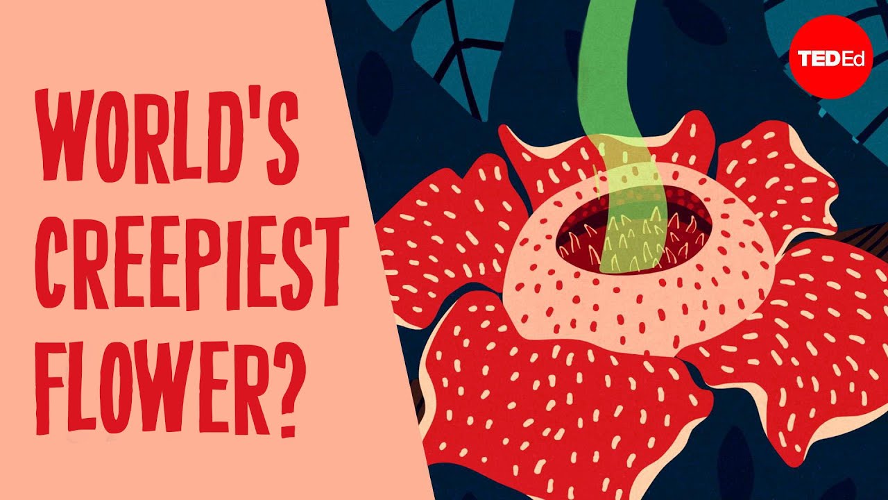 The corpse flower may keep you up at night - Daniel Nickrent