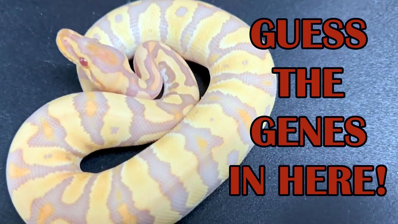 INCREDIBLE BALL PYTHON GENE COMBOS!