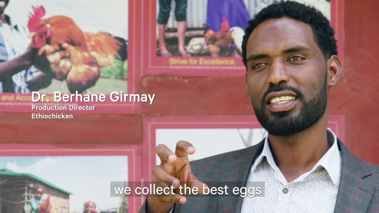 EthioChicken - Healthy chickens, jobs and improved income