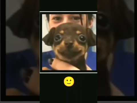Happy Dog Meme🙂 (Extended) #happydog #happy