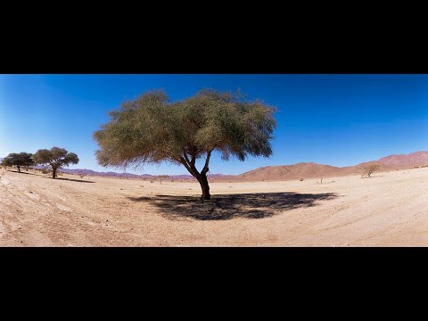 Biblical History: The tamarisk tree, the groves, the knowledge!