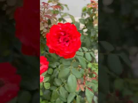 Red Roses symbolizes love,passion & Devotion..
