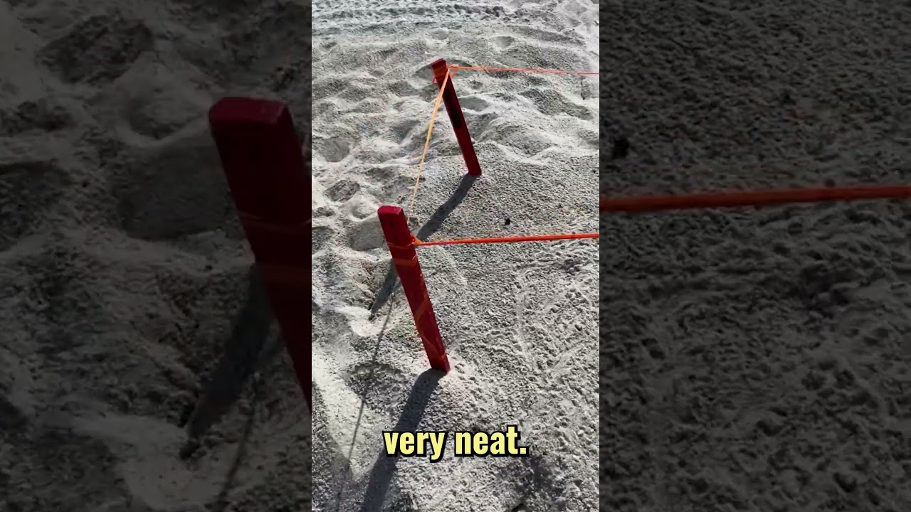 Turtle Nesting Season - Vero Beach Florida Short #verobeach #loggerhead