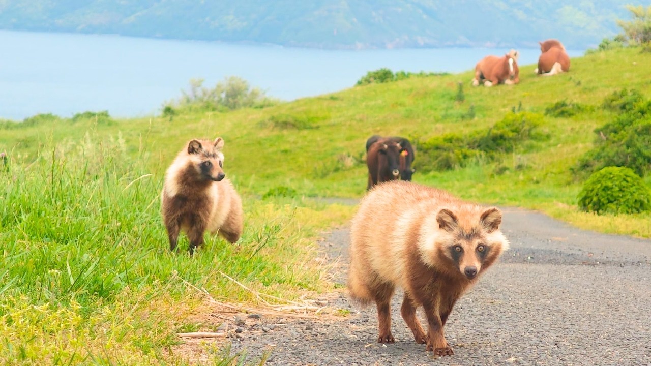 I Found Japan’s Mysterious “Tanuki” Island — 2,000 Tanuki Roam Free | Chiburijima Island