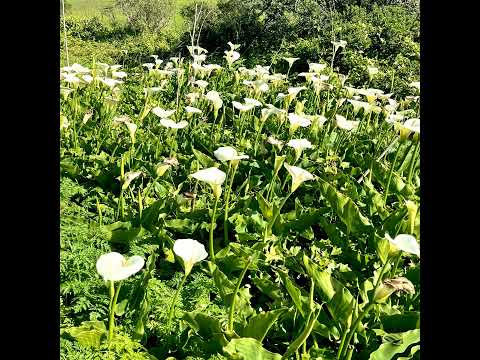 episode 063: Calla Lily and Ice Plant