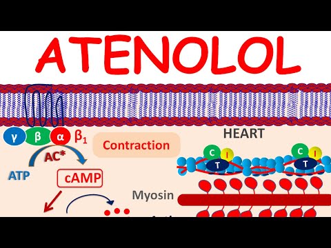 Atenolol, a selective Beta blocker | Mechanism, precautions, side effects & uses