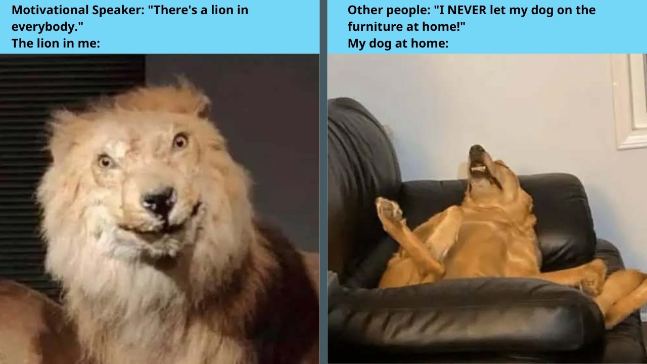 Silly Memes That Feel Suspiciously Relatable