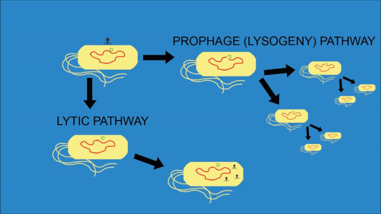 Bacteriophage Lambda - Cro and cI