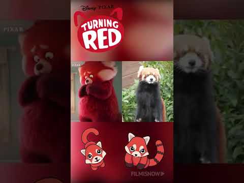 TURNING RED Real Life Side-By-Side | Cute Red Pandas 🐼 #turningred