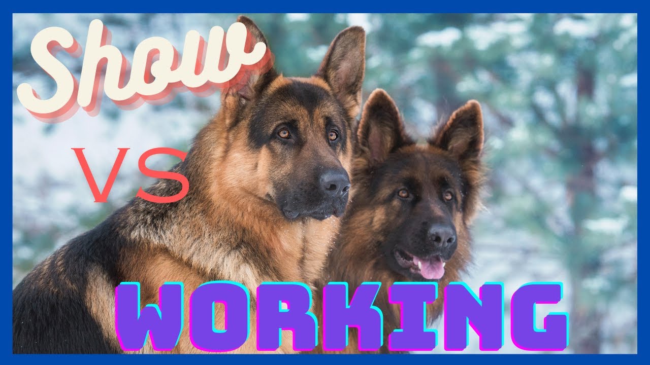 The 4 Main Differences Between Show Line and Working Line German Shepherds