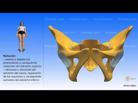 Nutacion y contranutacion en el parto | Los novatos de fisio