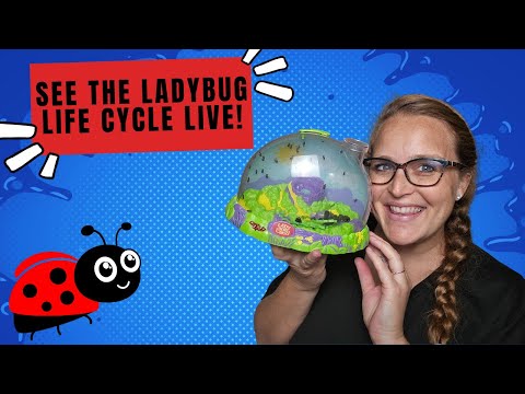 What Happens When You Order Live Ladybugs