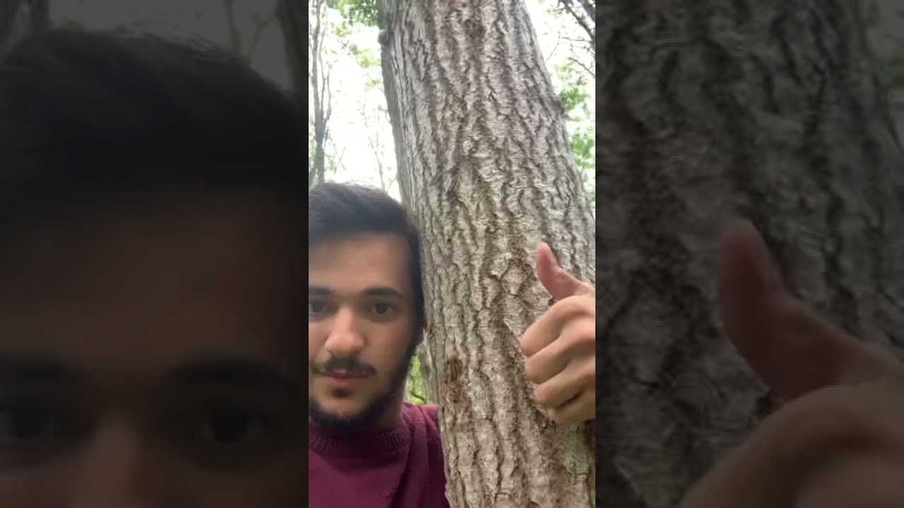 Hugging Trees Is Healthy