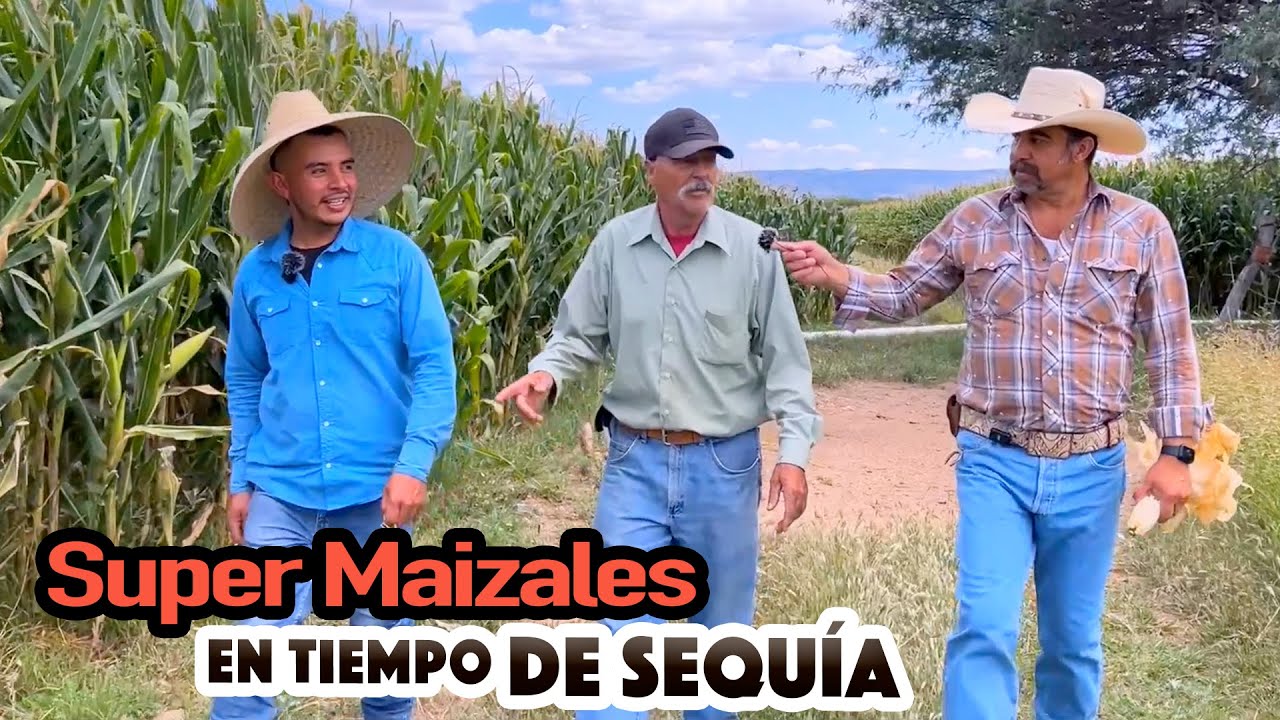 ESTA ES LA CLAVE PARA COSECHAR 20 TONELADAS DE MAÍZ en tiempo de sequía