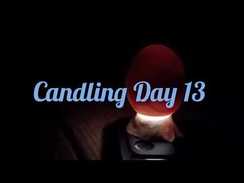 Candling day 13 chicken egg