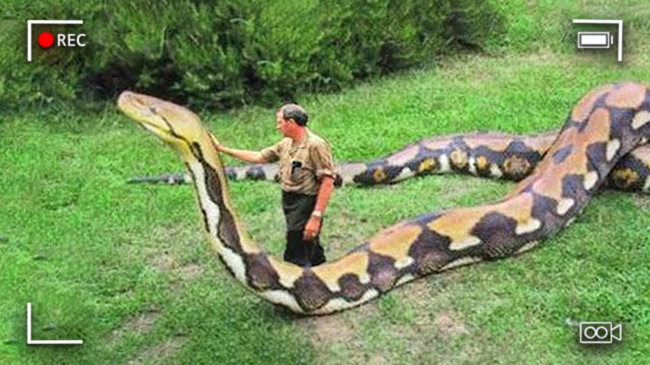 If You're Afraid of Snakes, Don't Watch This Video