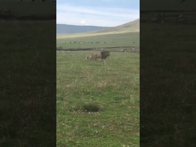 Video: Valiente perrito se enfrenta a dos leones y sale ileso | Excélsior