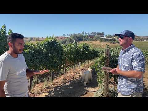 Akash Winery & Best Coast Tours