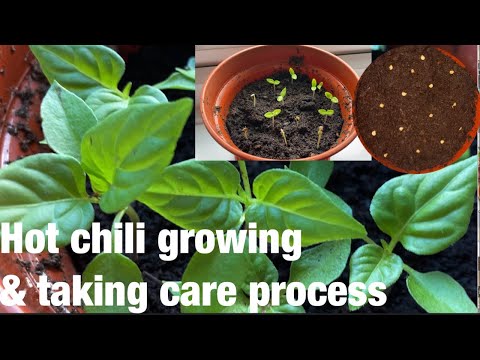 Dalle khursani | How do I grow & take care of dalle khursani in cold weather | vegetables garden uk