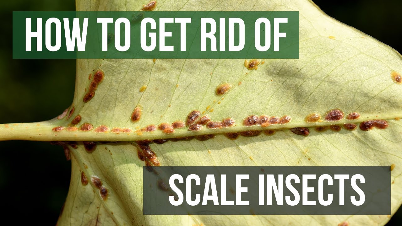 Scale Insect Control: How to Get Rid of Scale Insects on Plants