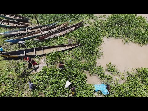 Could Lake Victoria's water hyacinth invasion have a silver lining?