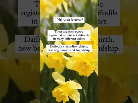 Daffodil Fun Facts #daffodil #organic #flowers