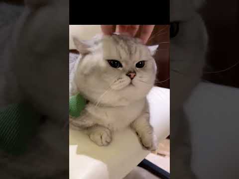 rua猫头2.0#萌宠出道计划 #这不是青花瓷这是樱花瓷 #猫咪日常 #撸猫第一视角