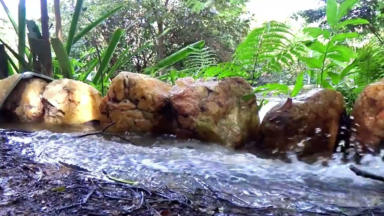 A low angle view of water flowing over rocks in a lush green forest area