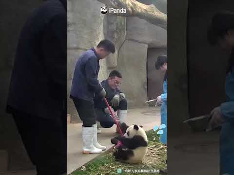 Buy a Magic Broom To Attract The Pandas | iPanda #Shorts