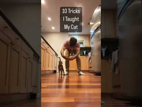 10 Things I Taught my Cat