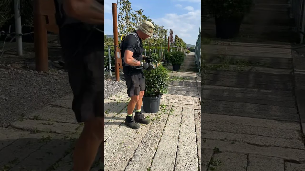 Trimming of an Osmanthus burkwoodii Topiary Ball