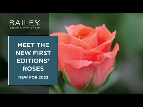 Meet The New First Editions® Roses