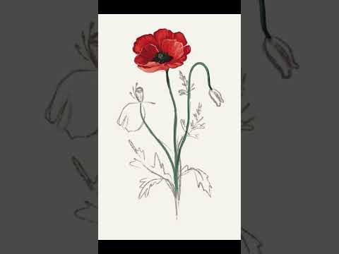 Poppies have bloomed! #flowers #red #poppies
