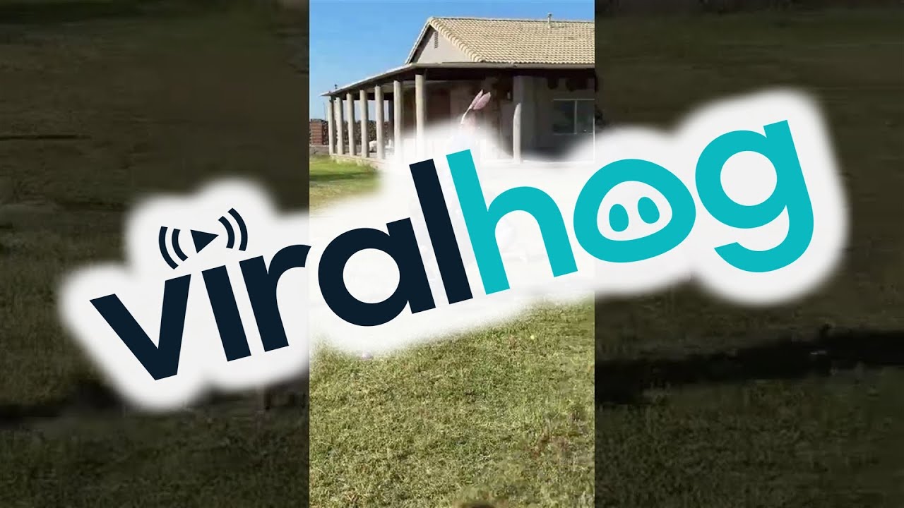 The Real Easter Egg Bunnies || ViralHog