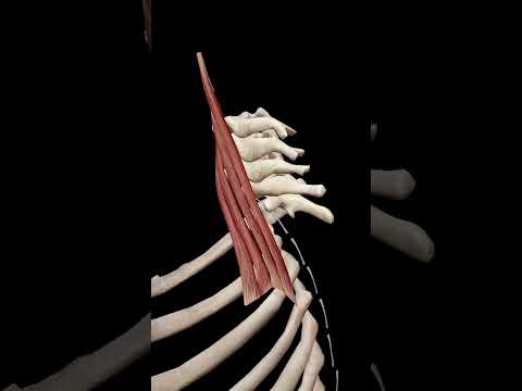 Levator Scapulae