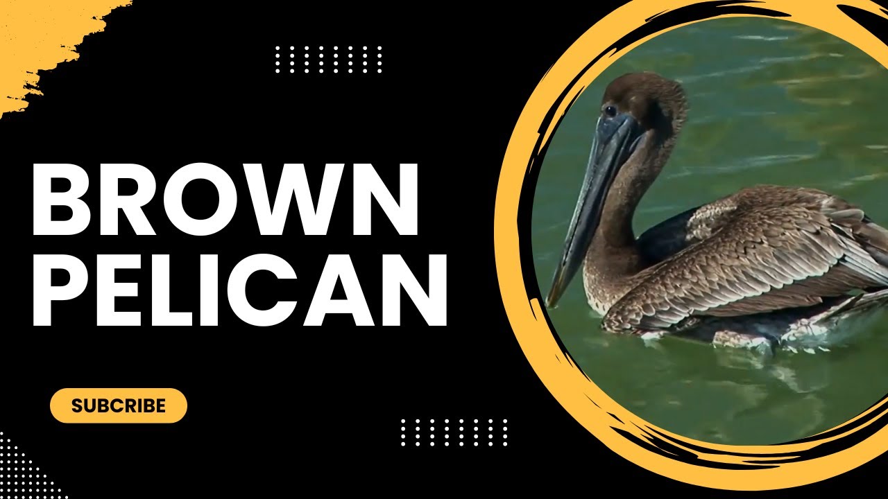 🦩 The Brown Pelican – Nature’s Dive-Bombing Fisherman! 🌊🐟
