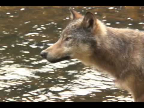 Coastal Wolves of The Great Bear Rainforest | Howling For Justice