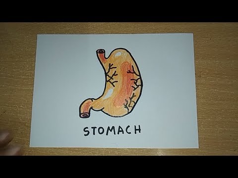 How to draw Stomach | Human Organs Drawing | Easy Step by Step Drawing ...