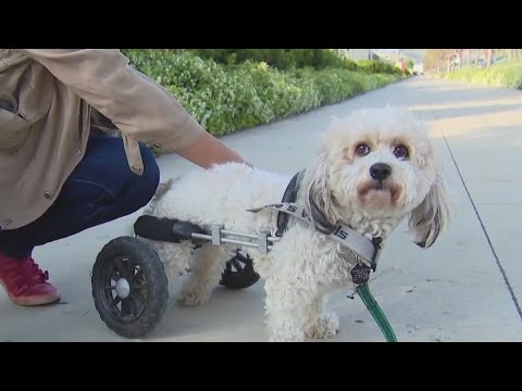 Bichon Rescue Brigade saves paralyzed dog