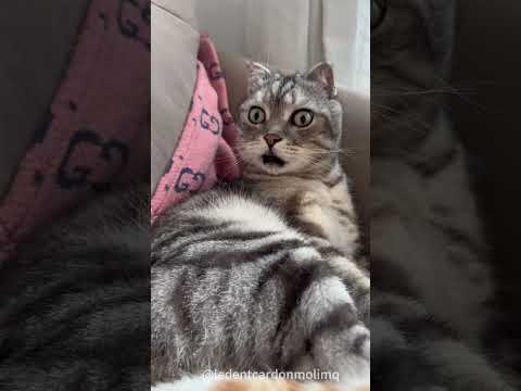 Shock was seen on the cat's face #catsoftiktok #cats #funnycat #fyp #cutecat