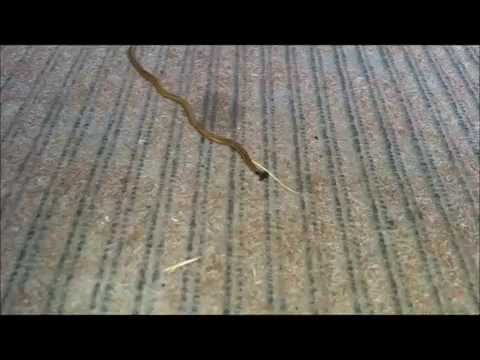 Strange, Weird Alien Worm At The Radio Station?