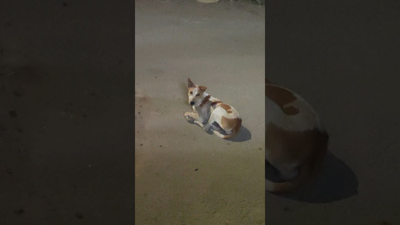 #doglovers #doggystyle