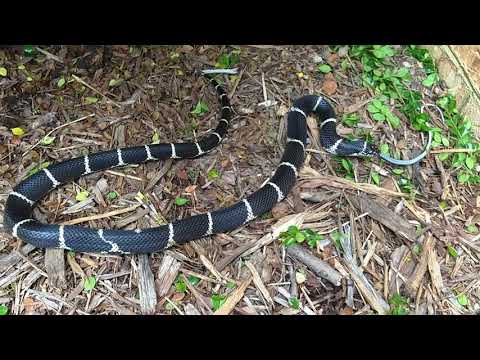 Eastern Kingsnake eating a Eastern Ratsnake or Black Racer