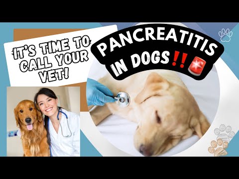 Pancreatitis in Dogs‼️ Understanding, Prevention, and Care: Every Dog Parent Should Watch This! 👀