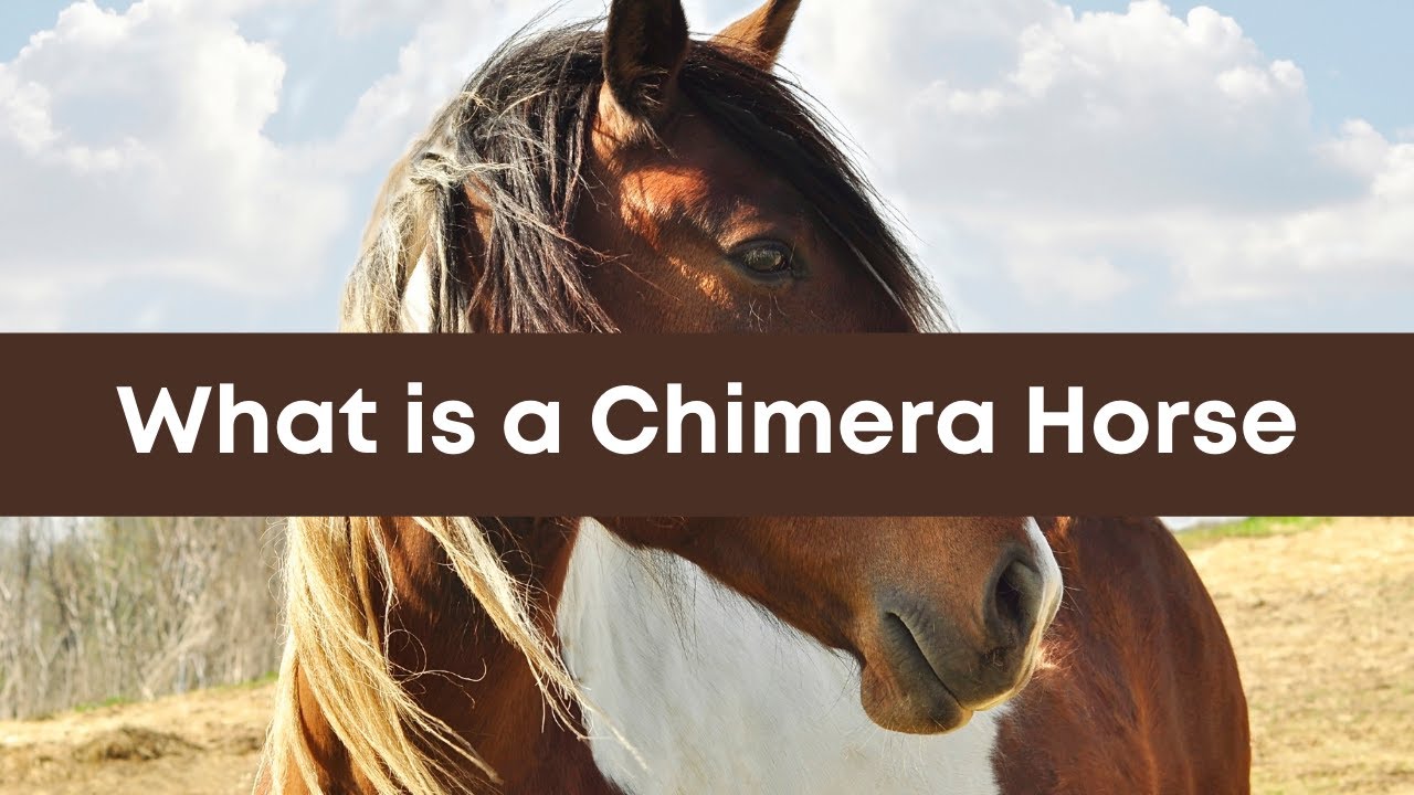 What is a Chimera Horse