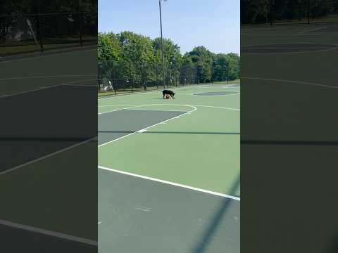 Anything ball is my favorite sport 🏀 #dogs #dog #dogshorts #basketball #ballislife