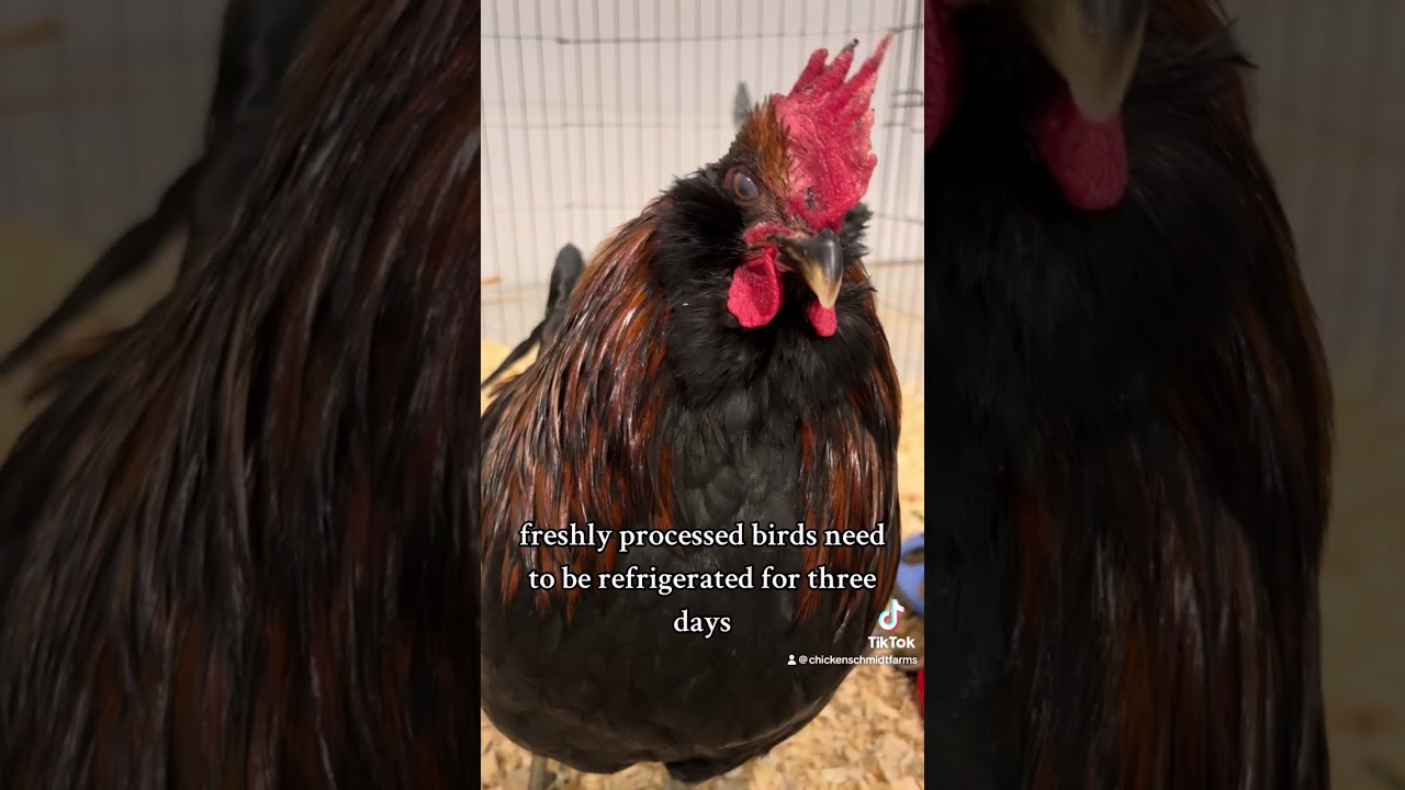 Who says you can’t eat roosters?