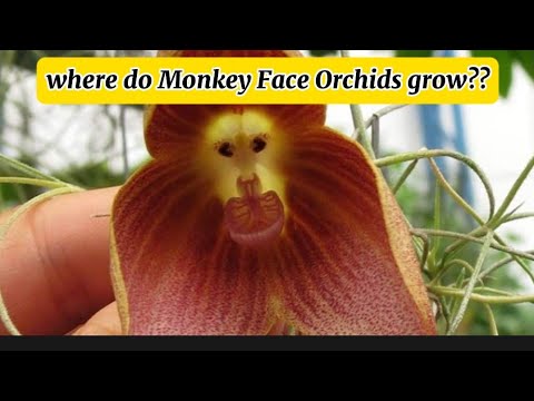Where do MONKEY FACE ORCHIDS grow?? #amazing #flowers #orchids