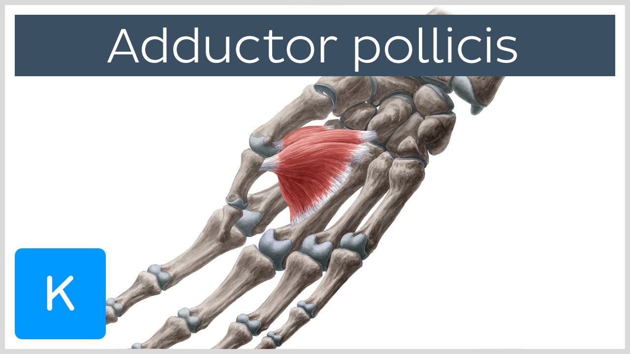 Adductor Pollicis Muscle - Origin & Function - Human Anatomy | Kenhub